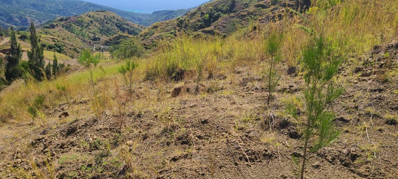200,000 trees planted in Haiti for the benefit of the city of Lavial