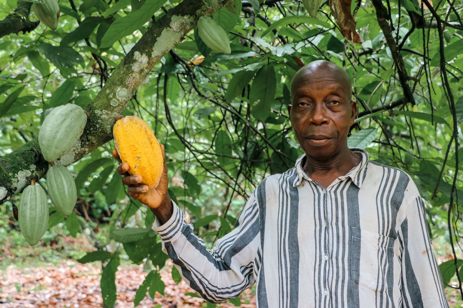 In Ivory Coast, reforestation is essential to support the cocoa industry