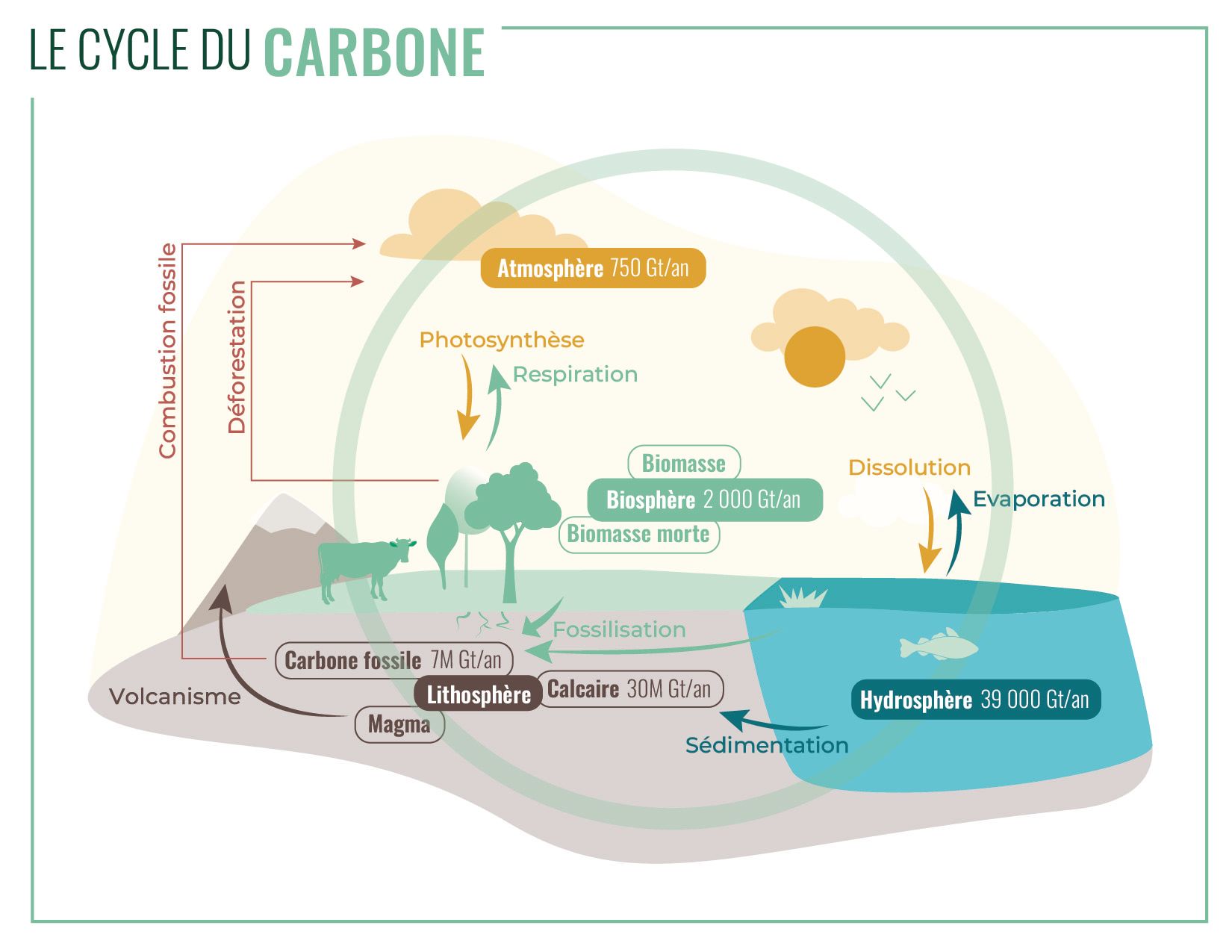 Sch ma Simple Du Cycle Du Carbone Comprendre Le Cycle Du Carbone Sch ma Simple Du Cycle Du Carbone Comprendre Le Cycle Du Carbone