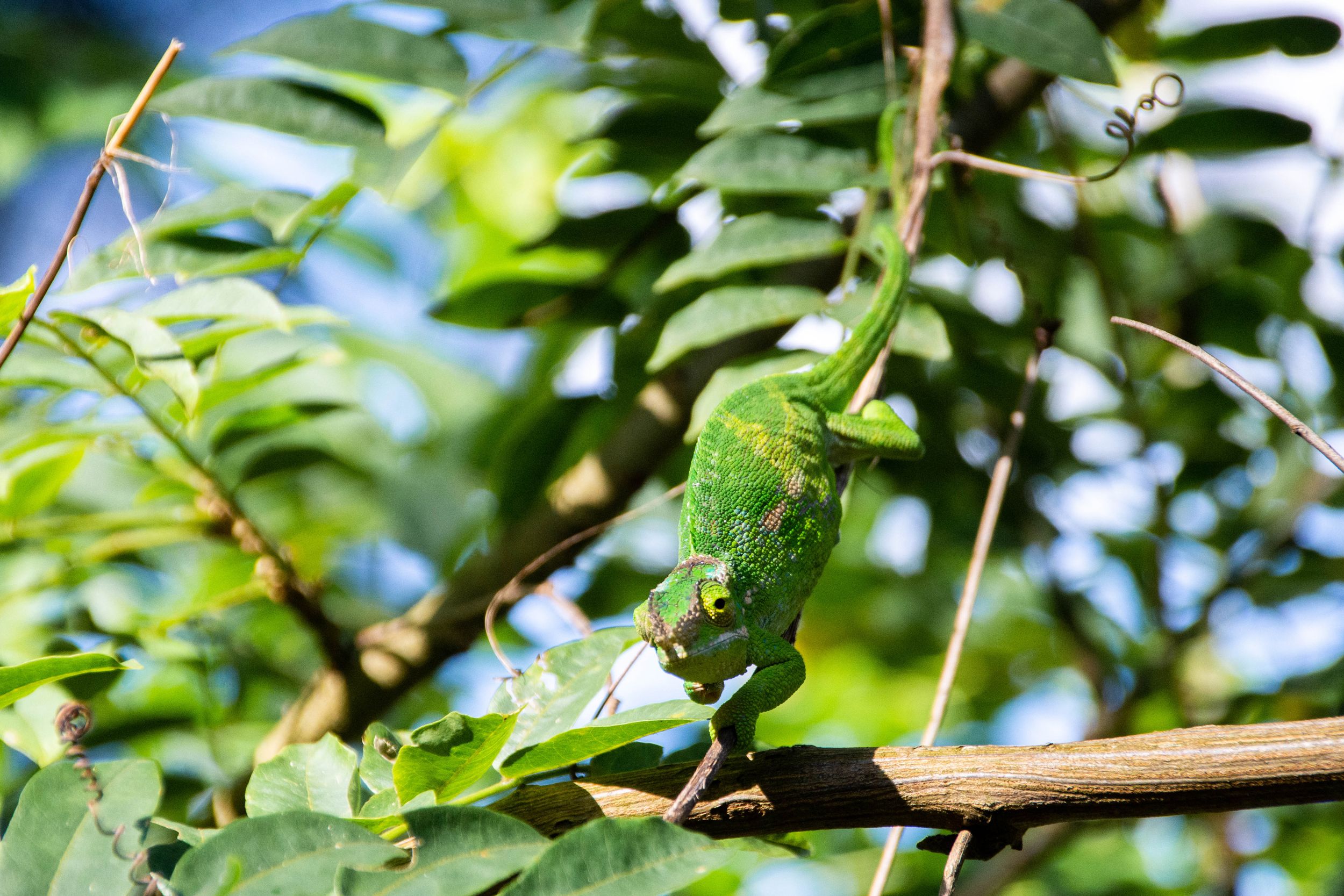 Nature Credits: A Strategic Market for Biodiversity Finance?