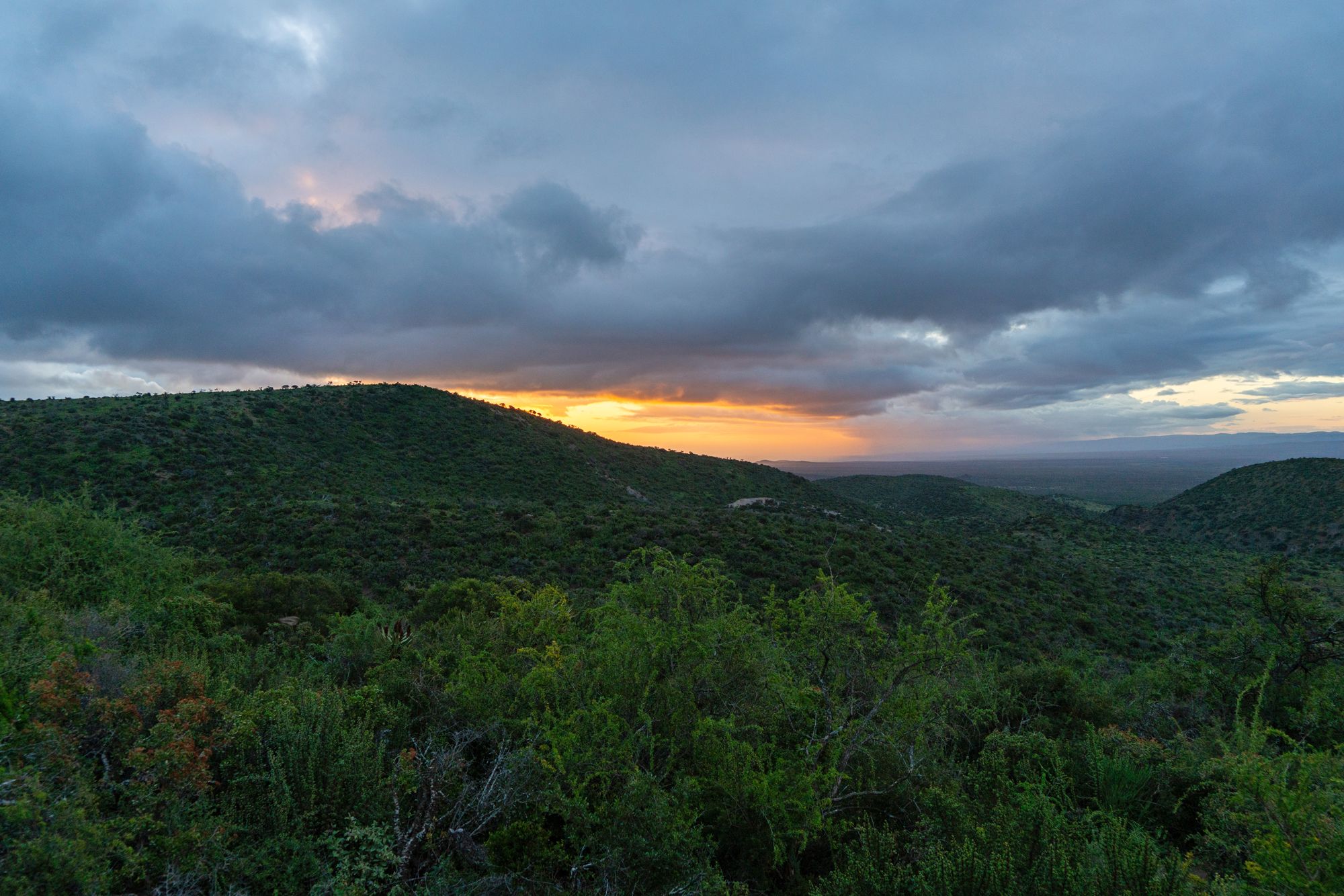 In South Africa, the restoration of Albany thickets is based on science