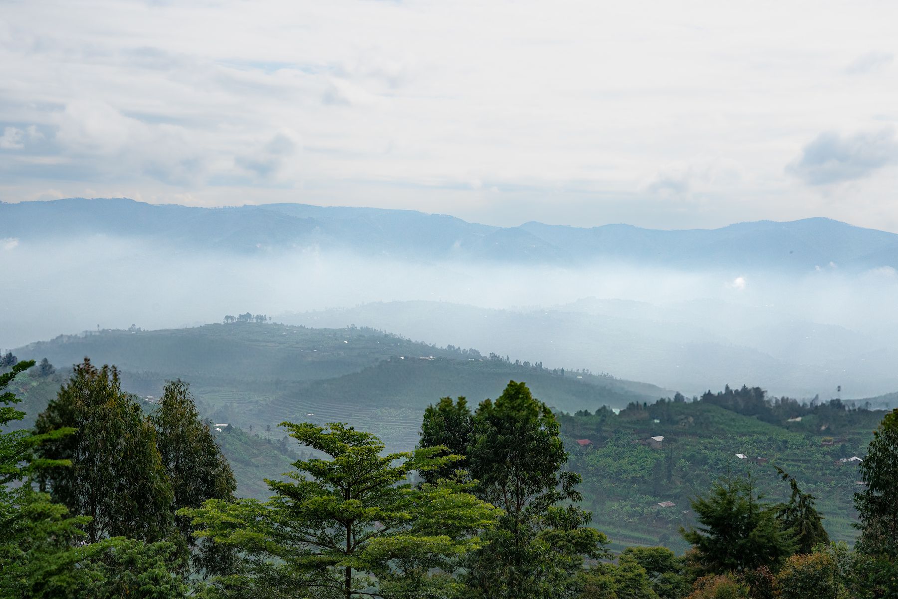 Nature-based carbon removals: How to identify high-integrity projects ...