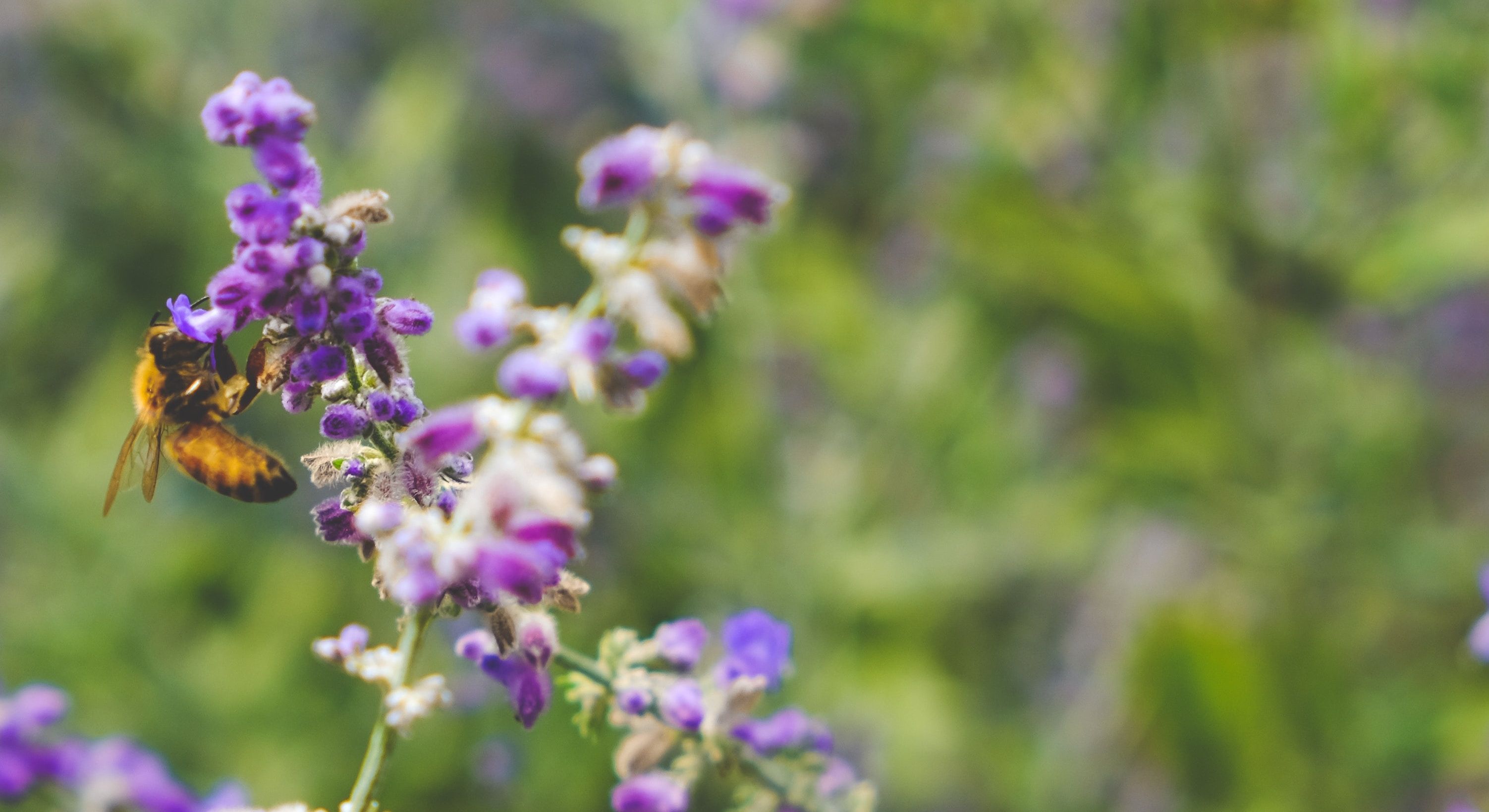 Le Science Based Target for nature (SBTn) : pour des trajectoires de ...