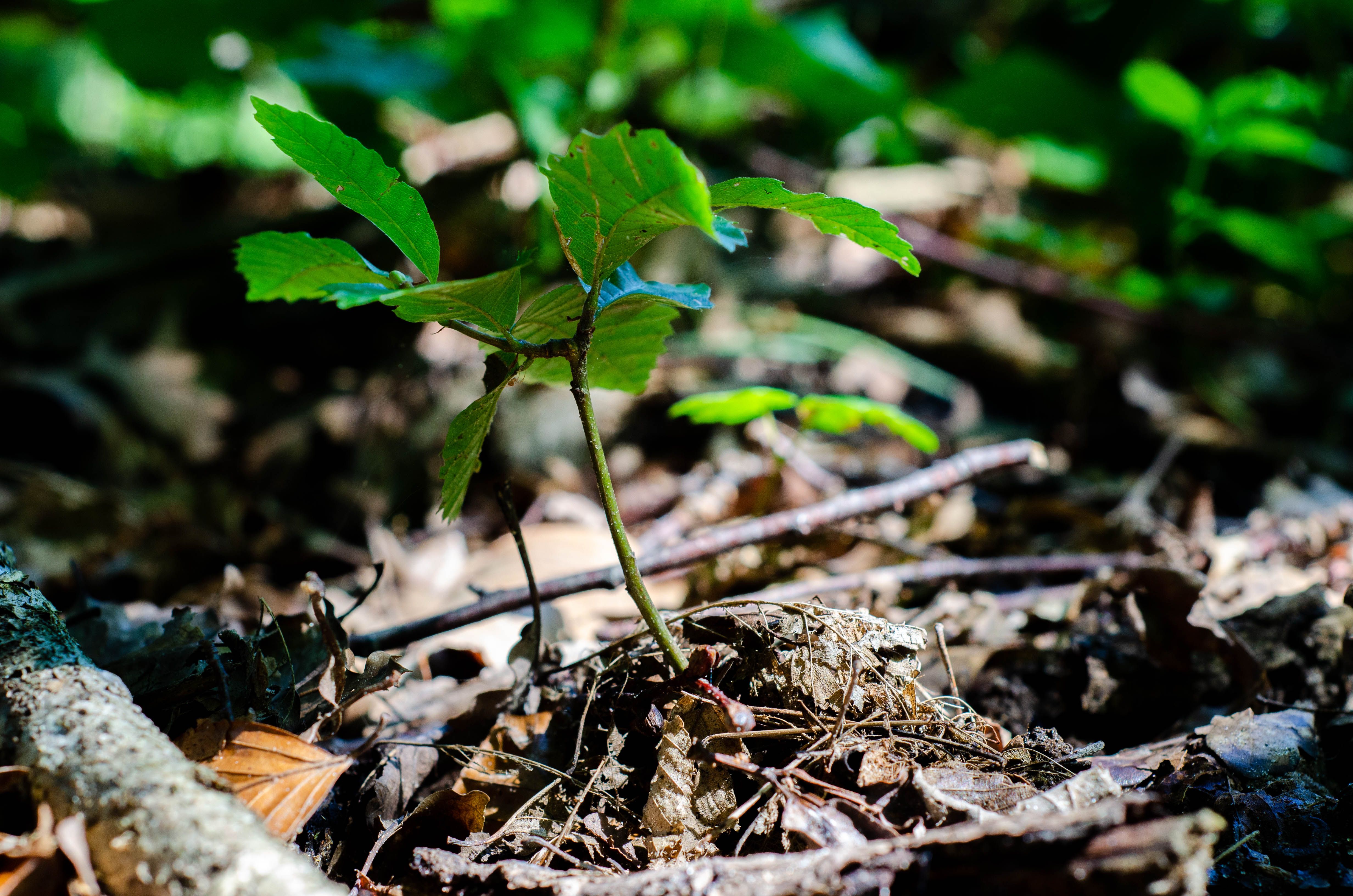 Take Action Closer To Home And Worldwide By Supporting Ecosystem