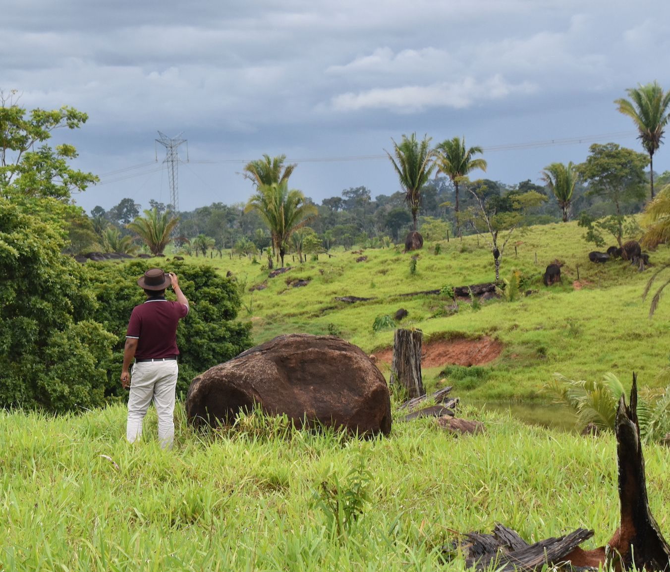 ReforesTerra: a project to restore 2,000 hectares of Amazon rainforest ...