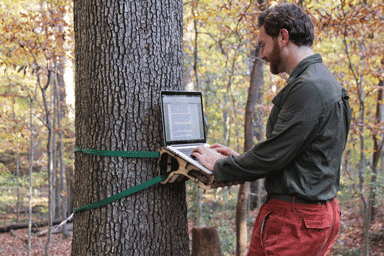 Et si la forêt était votre bureau