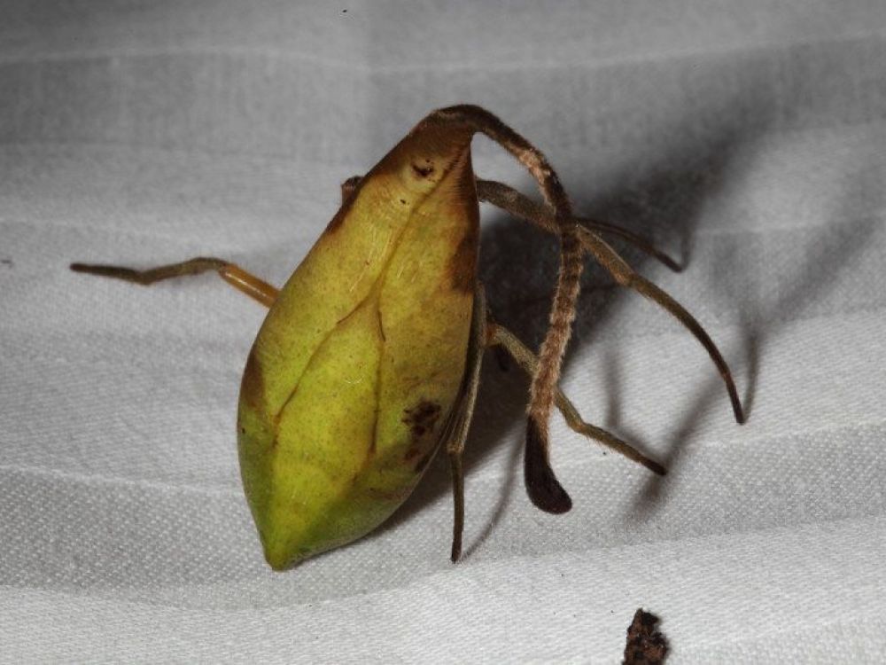 Découverte d'une étonnante araignée qui se métamorphose en feuille
