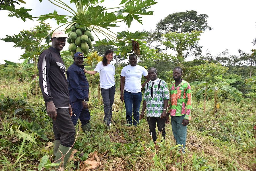 Ivory Coast: the reforestation and creation of agroecosystems continues
