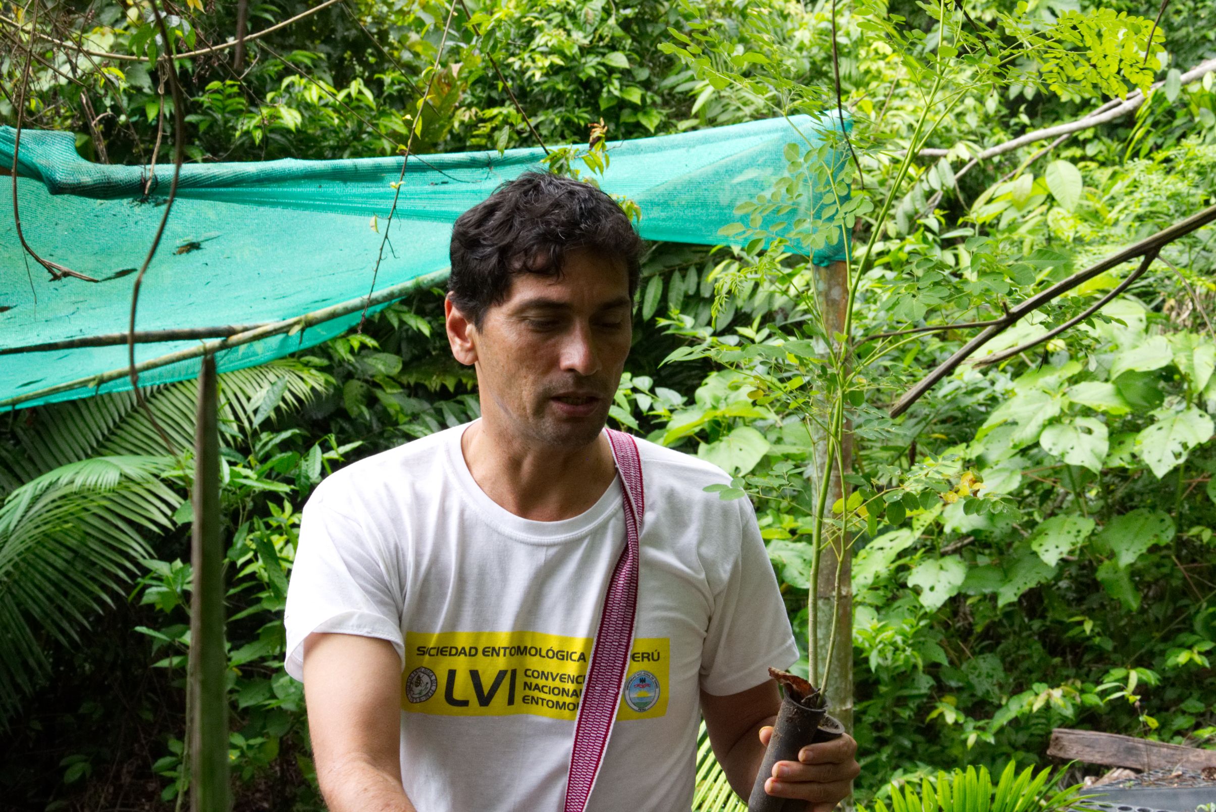 14 227 trees planted in agroforestry in Peru