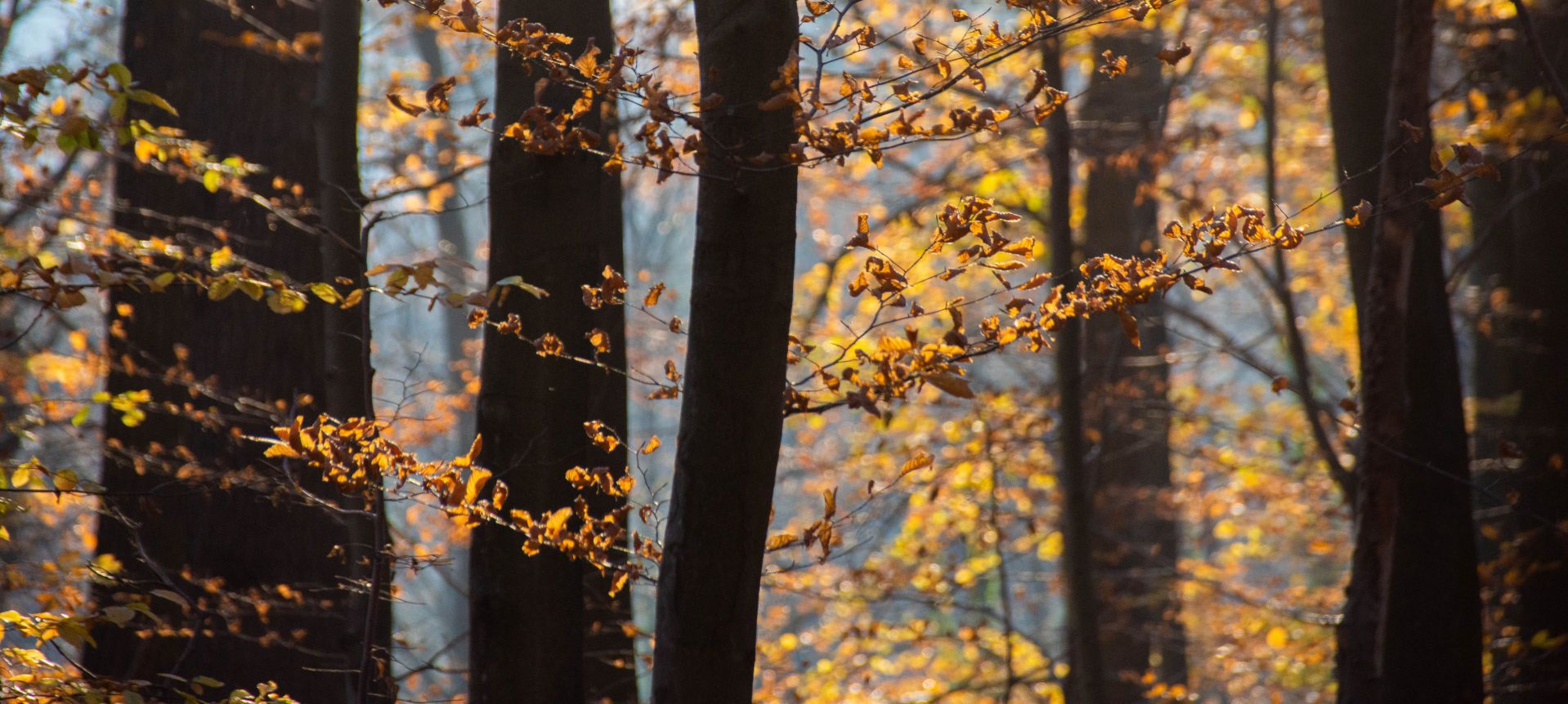 EU Forest Strategy for 2030: a strong environmental path