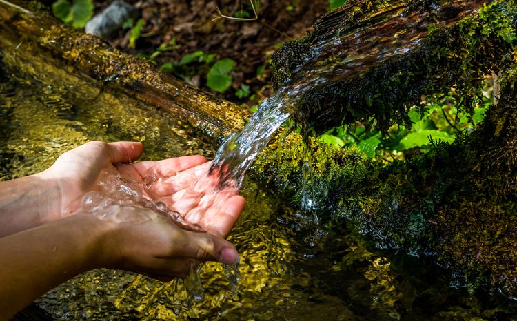International Water Day: paying tribute to a major ally of forests