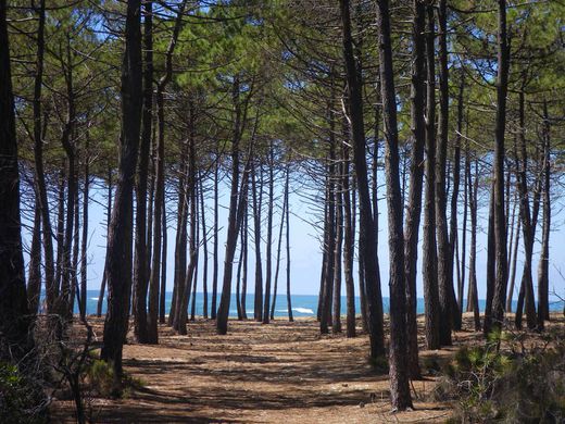 50 000 trees planted in the Landes forest