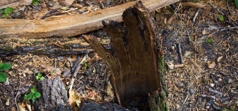 The Threats Facing Forests