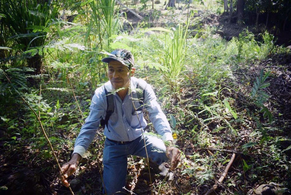Peru: innovative forestry projects for Amazonian plant biodiversity