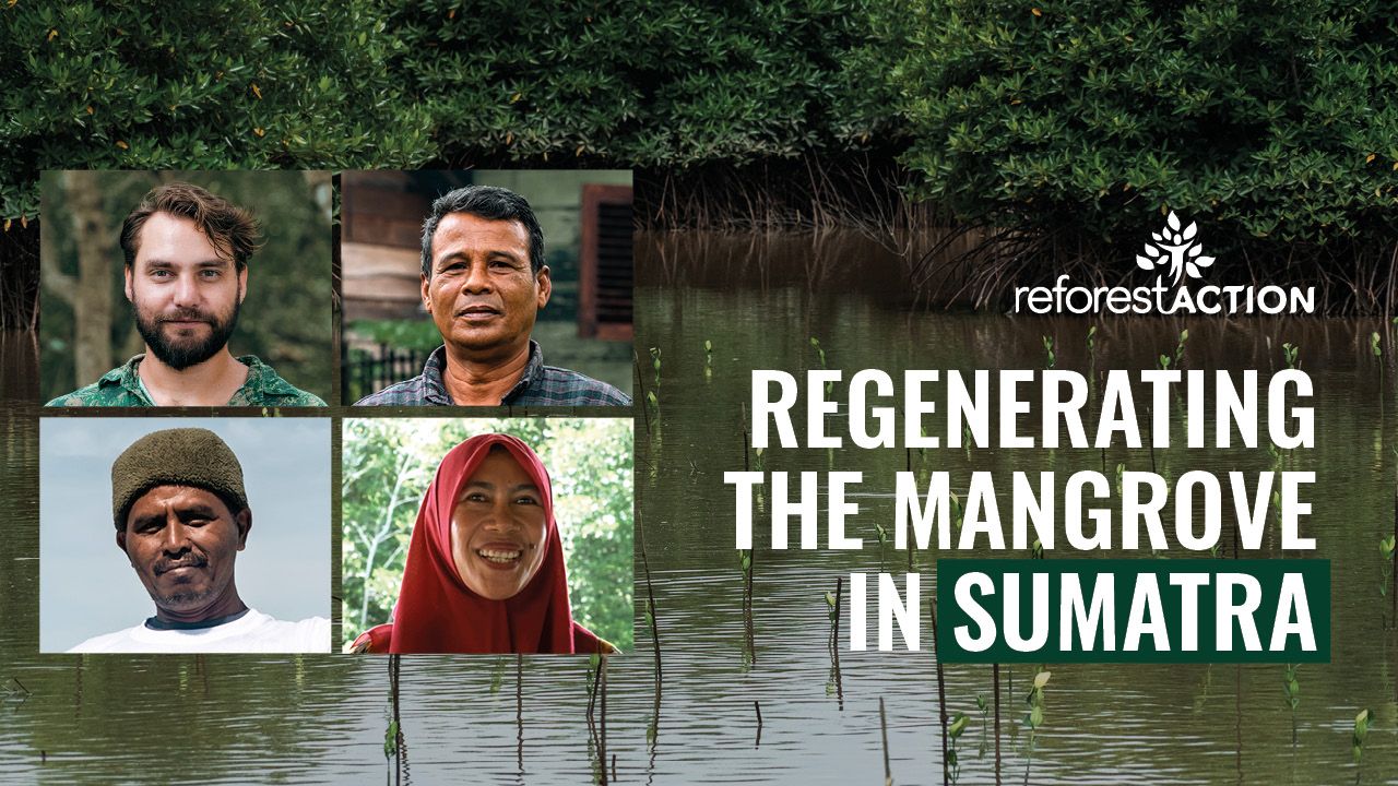 Regenerative projects to restore Sumatra's mangroves