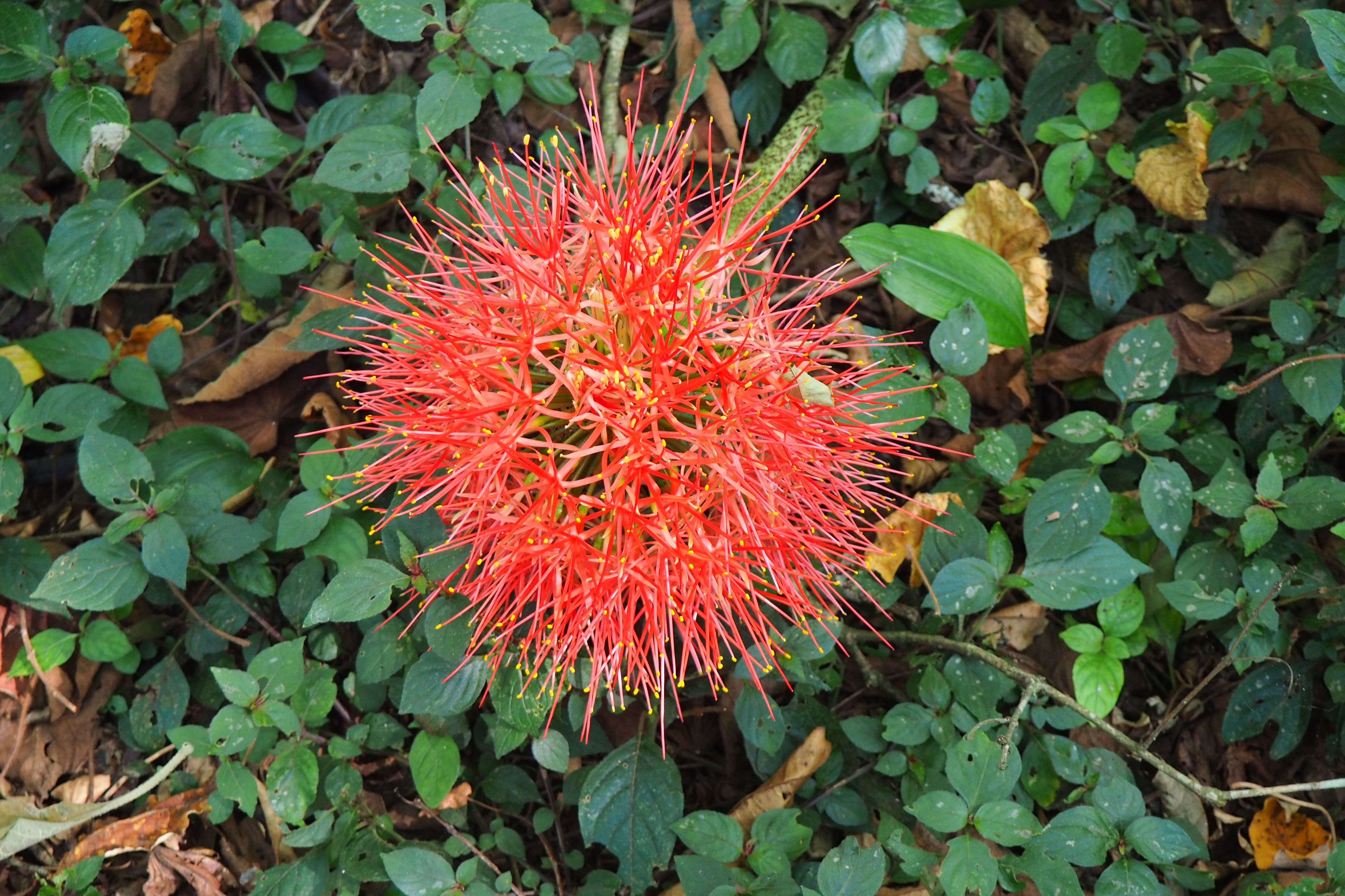 Partnership Signed Between Reforest Action The Global Biodiversity