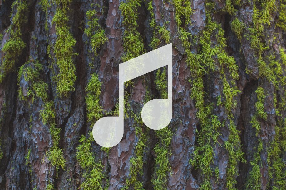 10 songs for the perfect forest walk