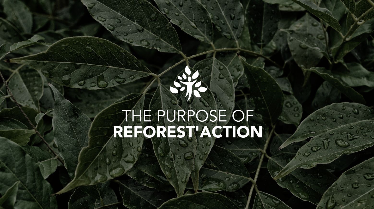 VIDEO - The purpose of Reforest'Action