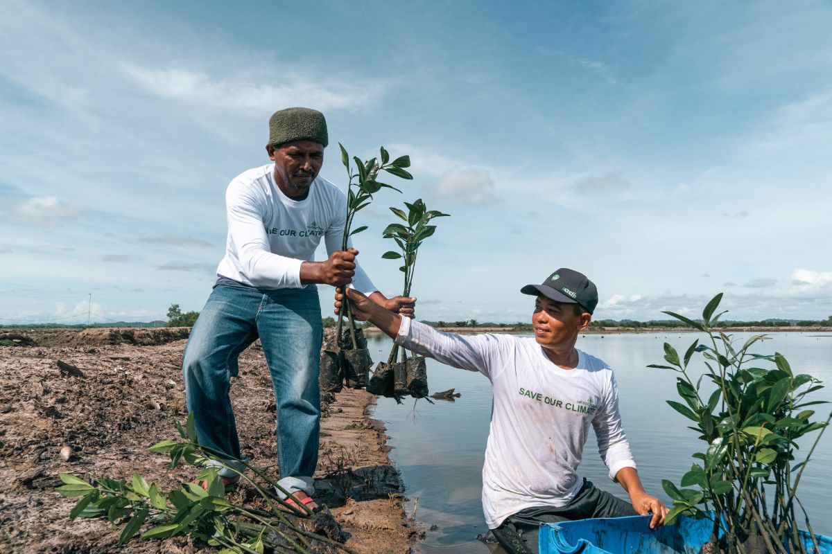 The regenerated mangrove of Sumatra