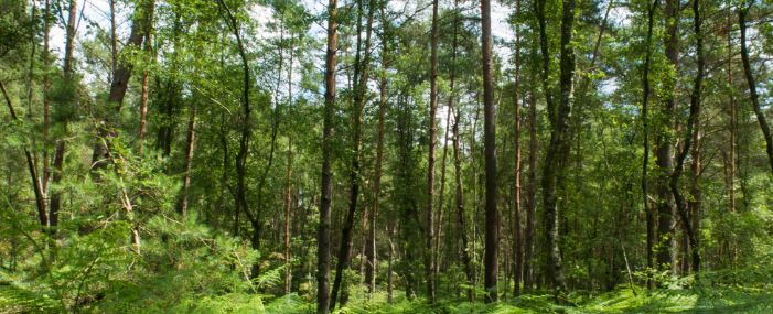 Allianz contributes to reforestation whilst raising awareness about ...